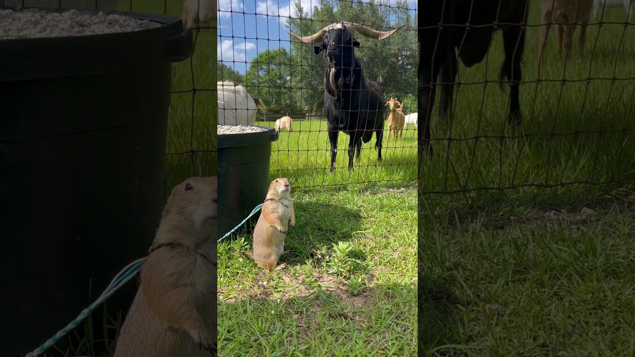 Dramatic Prairie Dog Visits Her Goat Besties