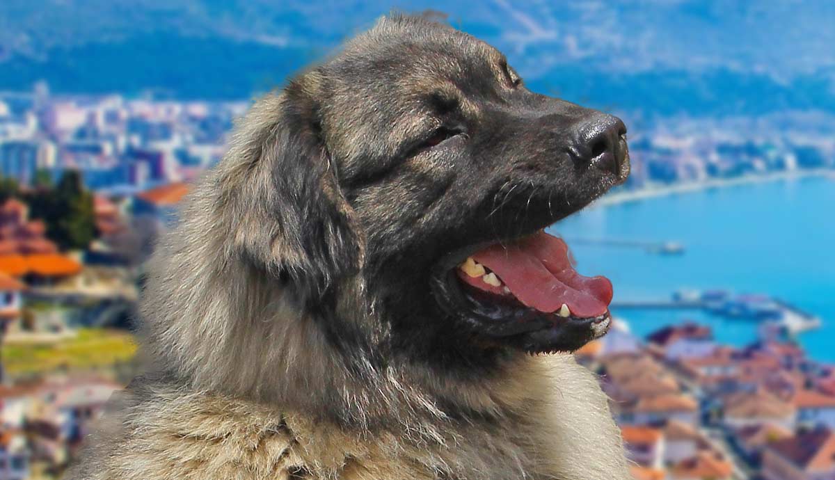 10 Facts About The Macedonian Shepherd Dog