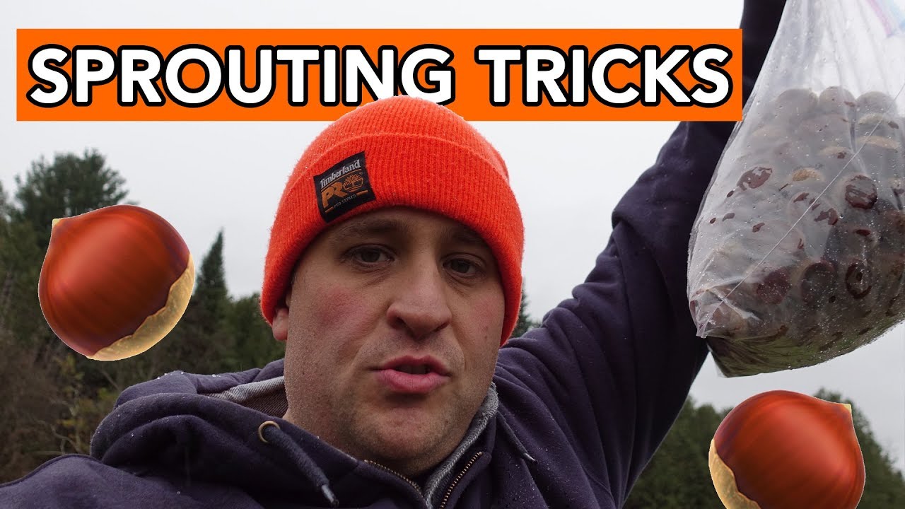 Sprouting chestnut seeds efficiently in a bucket