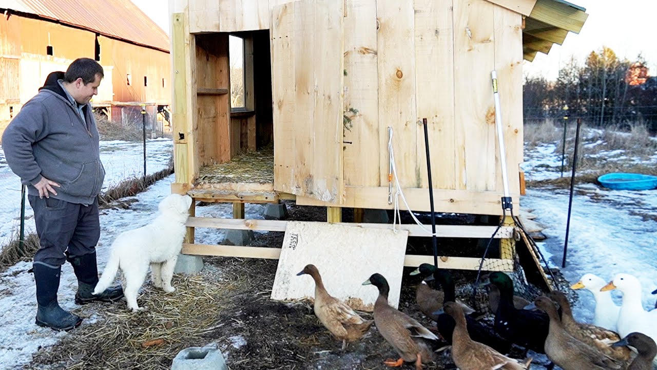 Building a New Duck Ramp | Step-by-Step Guide