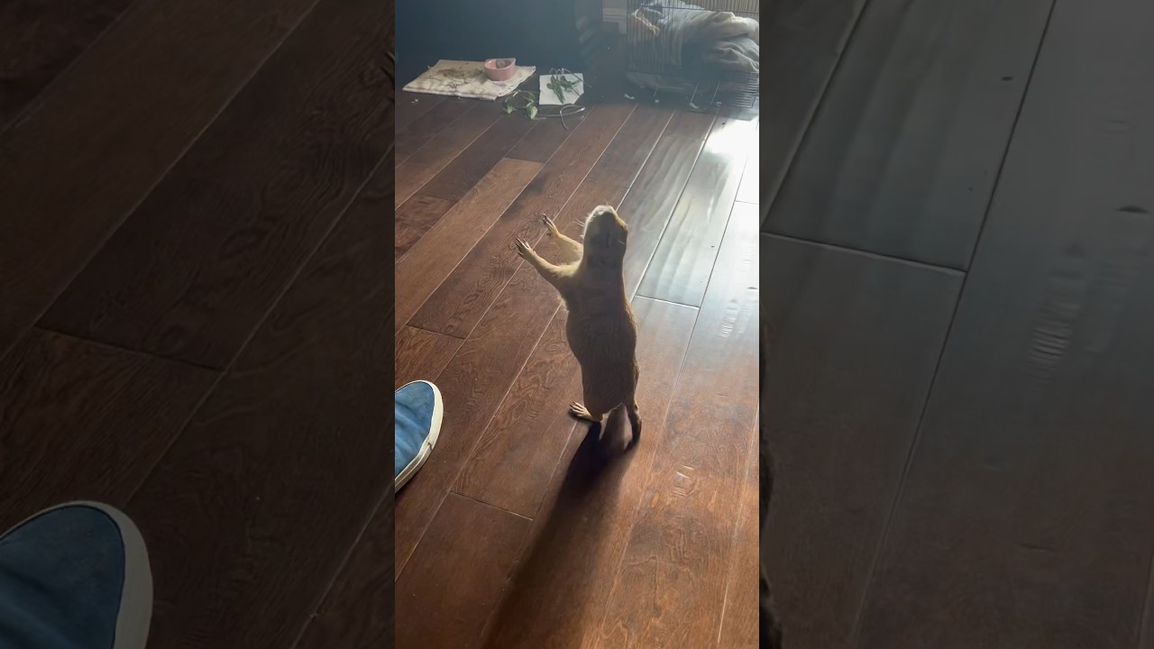 Prairie dog makes a bark-like wahoo sound