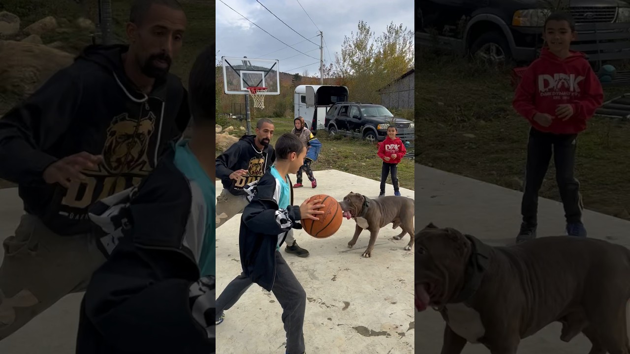 XL Pitbull Plays Basketball While Guarding His Brothers