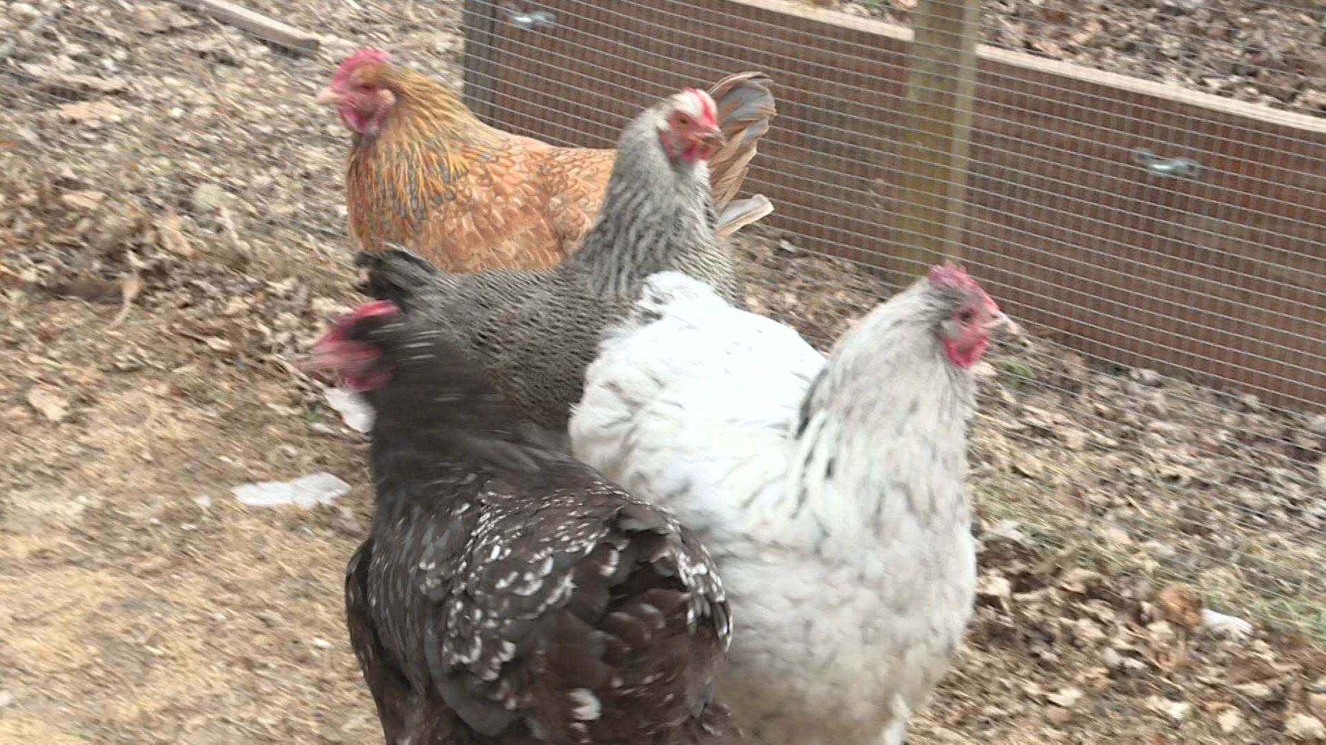 Kronenwetter takes no action on backyard chicken ordinance