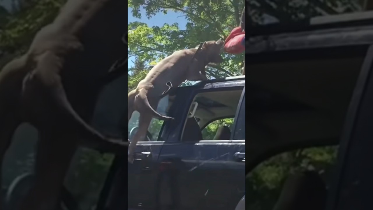 Pit bulls display terrifying skills during intense training session