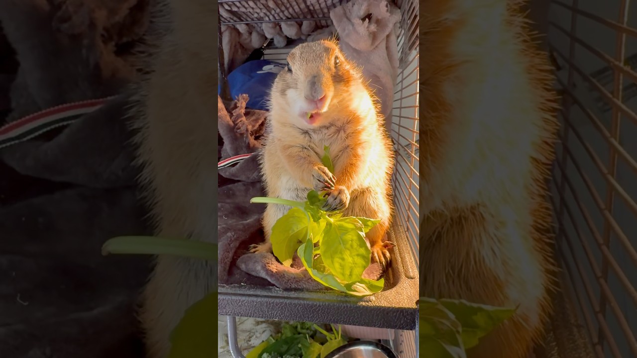 This prairie dog and pomsky make snack time extra cozy