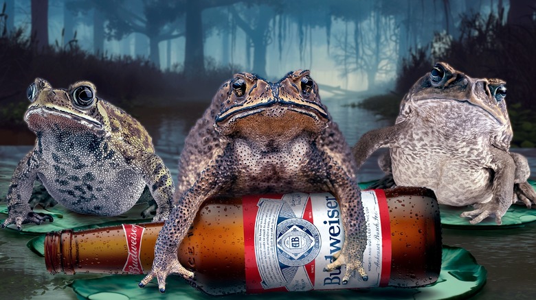 We Need Answers: Where Are The Budweiser Frogs?