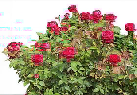 The guide to please rose gods