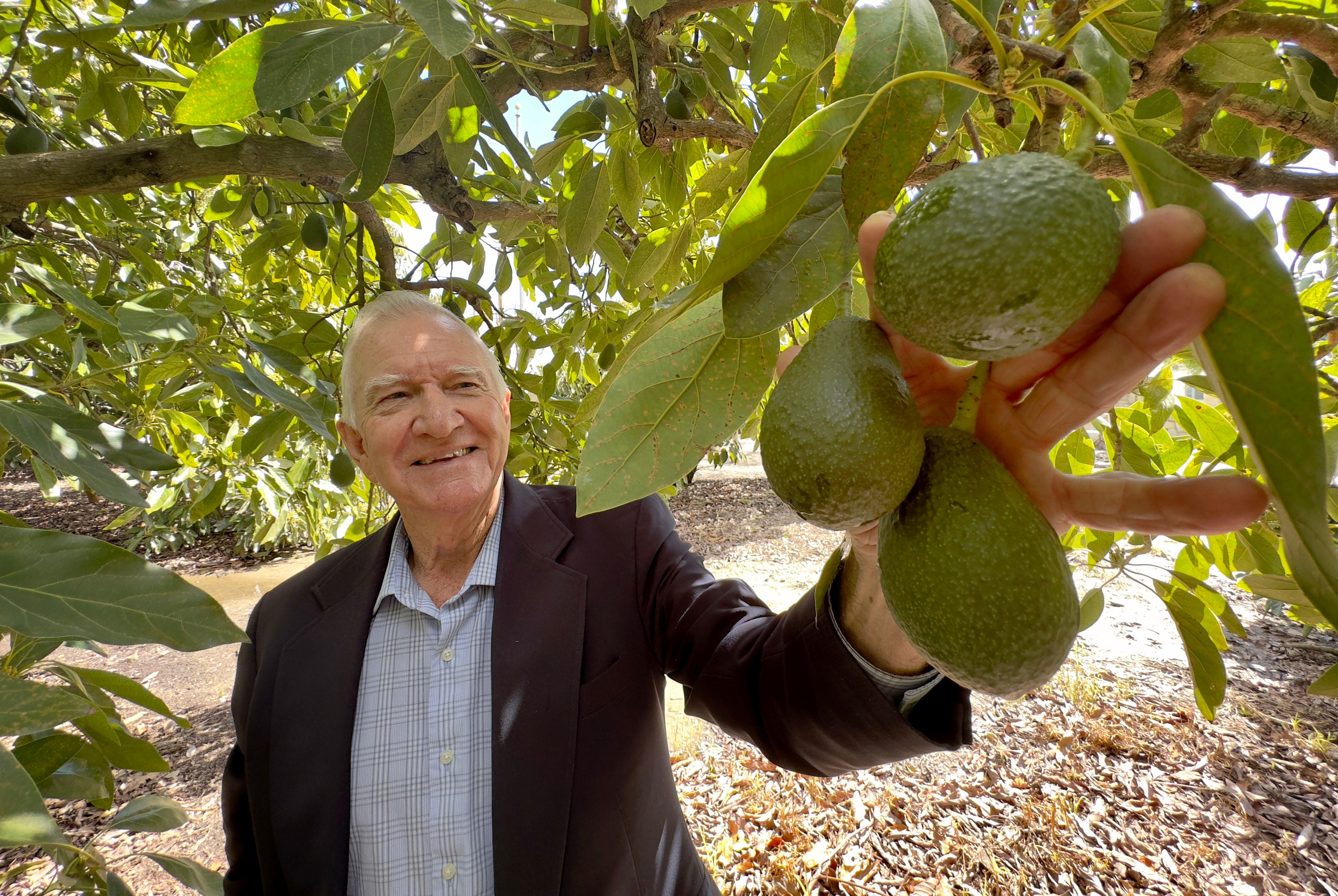 Calavo Growers hires former CEO Lee Cole to lead Santa Paula-based ...