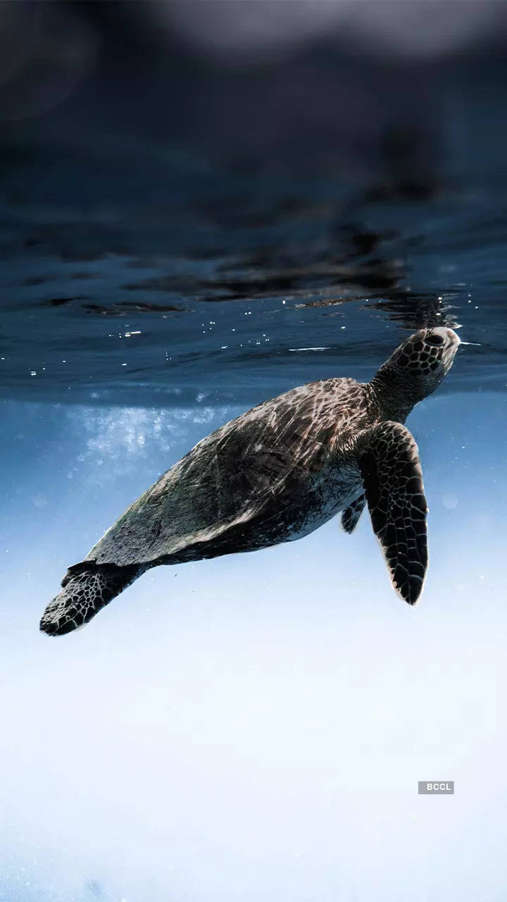 10 ancient creatures that outlived extinction