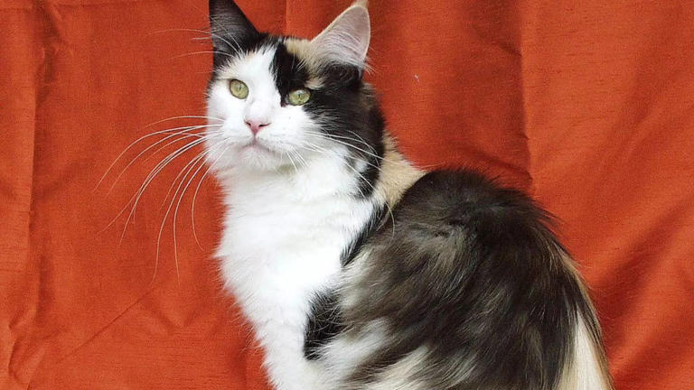6 Cat breeds with softest fur including Persians, Siberian Forest cats ...