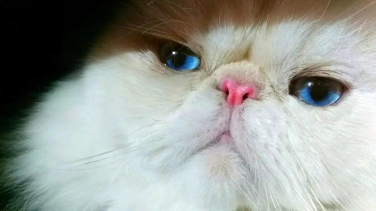 6 Cat breeds with softest fur including Persians, Siberian Forest cats ...