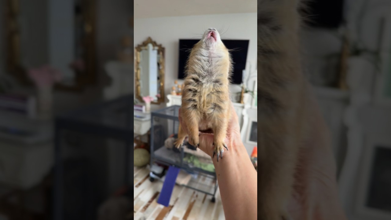 Poppy the Prairie Dog Says Wahoo Good Morning