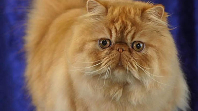 6 Cat breeds with softest fur including Persians, Siberian Forest cats ...