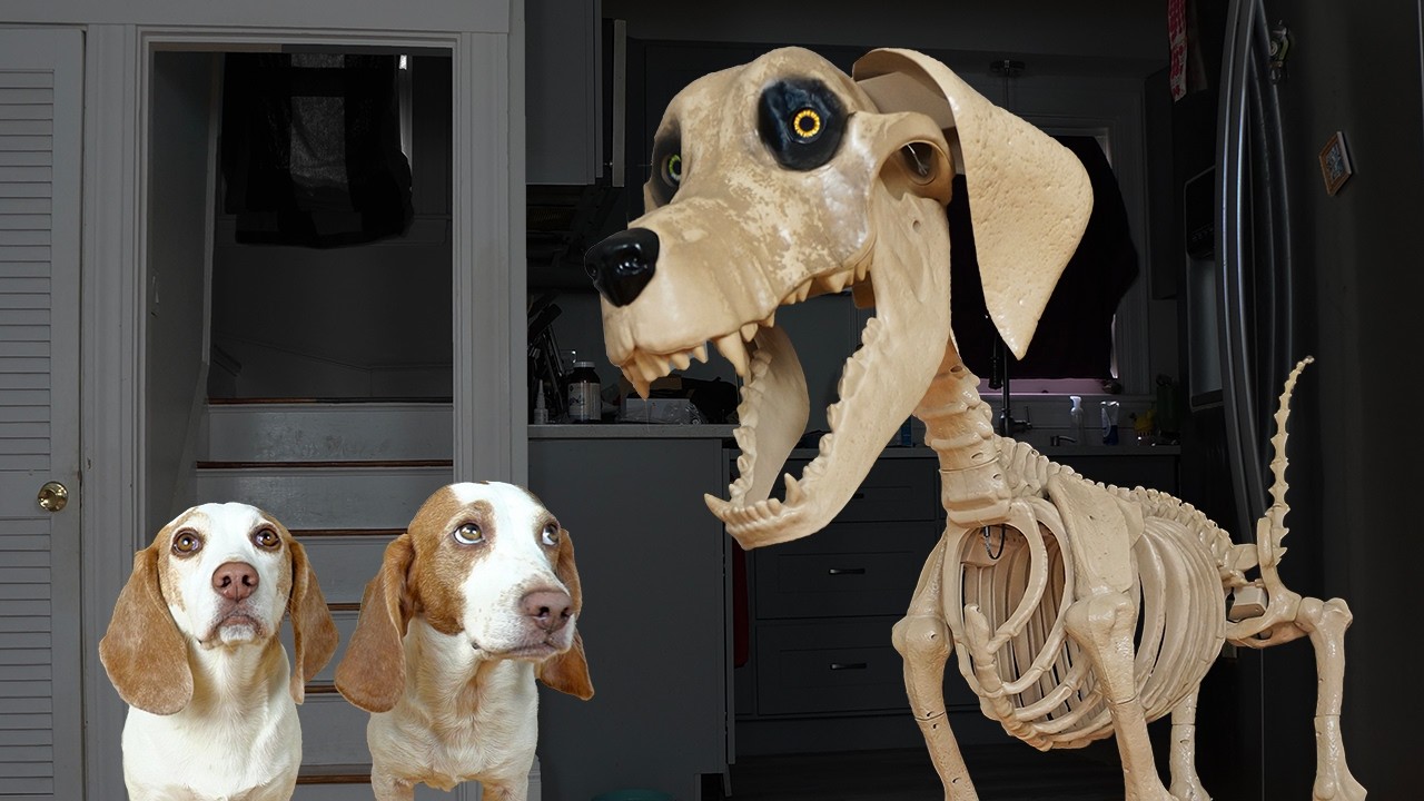 Dogs fight giant skeleton dog in spooky challenge