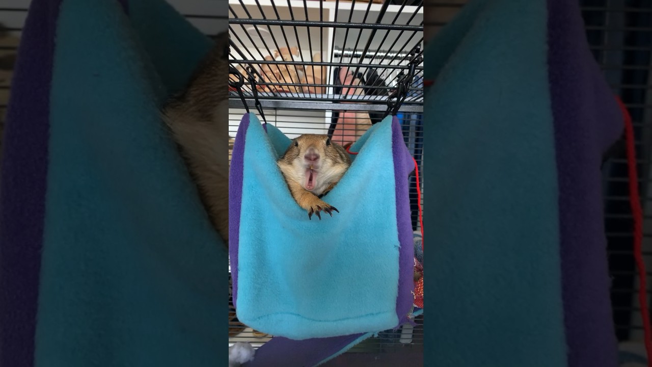 Prairie dog Poppy is ready for a nap and makes others yawn