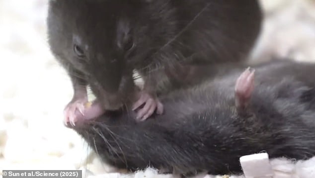 Mice perform 'first aid' on fallen companions, scientists reveal