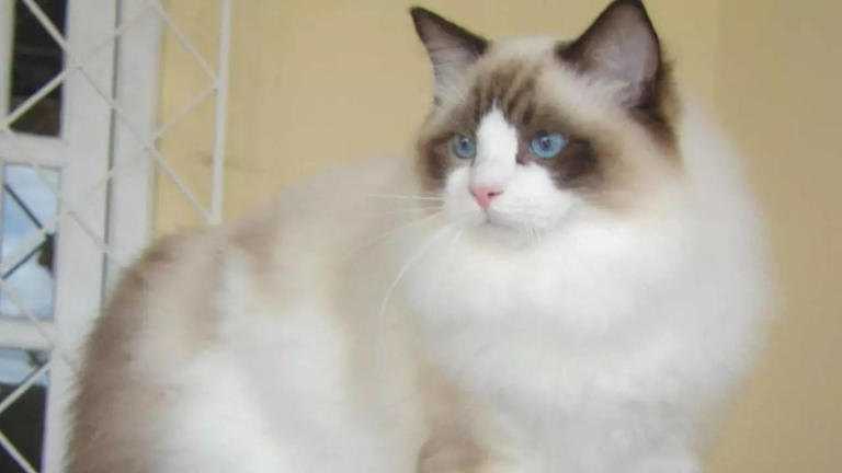 6 Cat breeds with softest fur including Persians, Siberian Forest cats ...