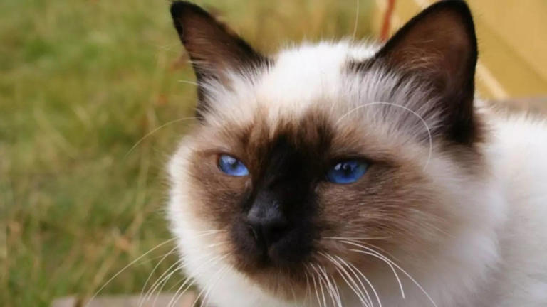 6 Cat breeds with softest fur including Persians, Siberian Forest cats ...