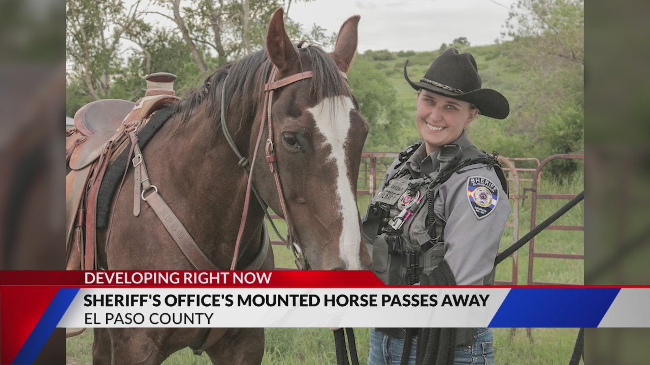 EPSO Mounted Unit horse that worked on Stauch case dies