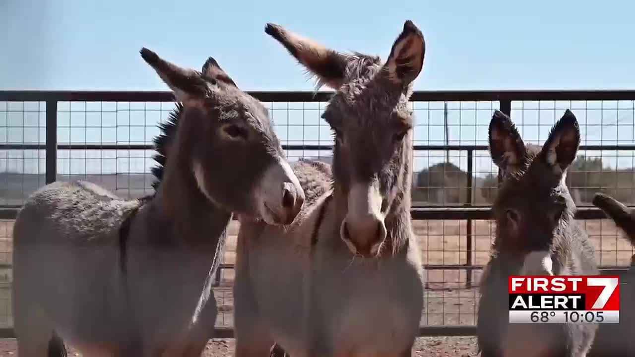 Fort Davis faces growing burro/donkey population