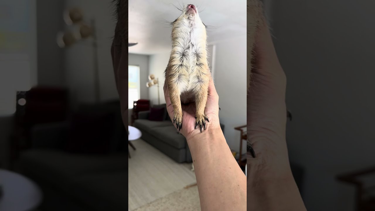 Poppy bursts into an energetic wahoo