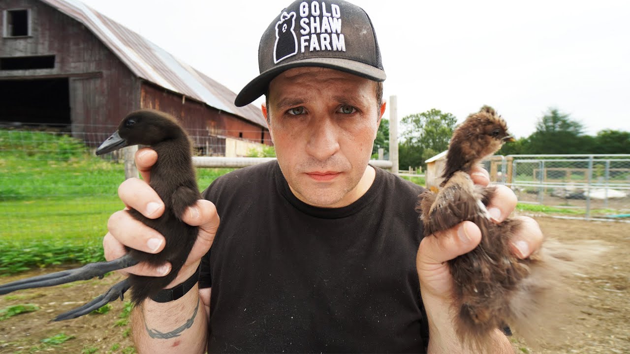 Expectations vs reality when starting life on a farm