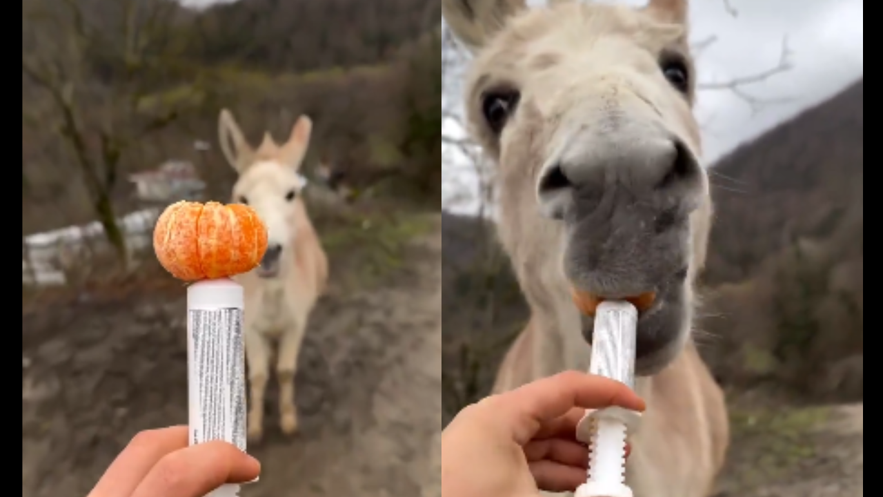 Pet Owners, Take Notes! Here’s How You Make Your Sick Pets Take Their ...