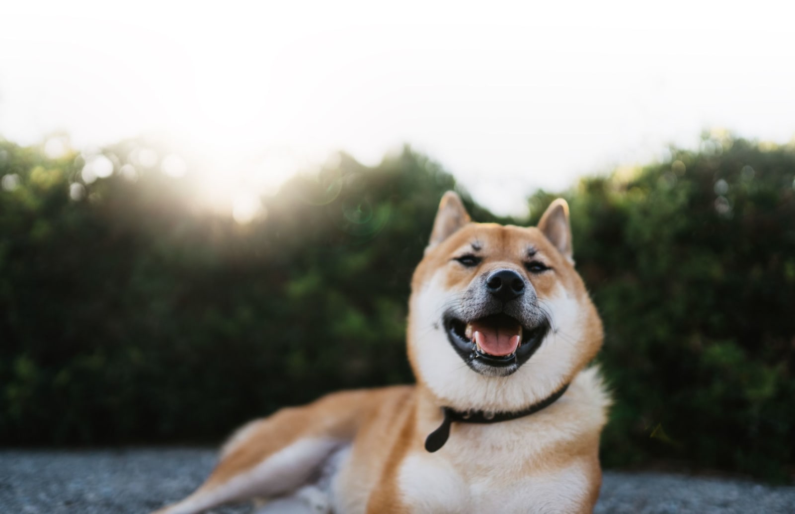 Crypto price prediction: Solana, Shiba Inu, IOTA