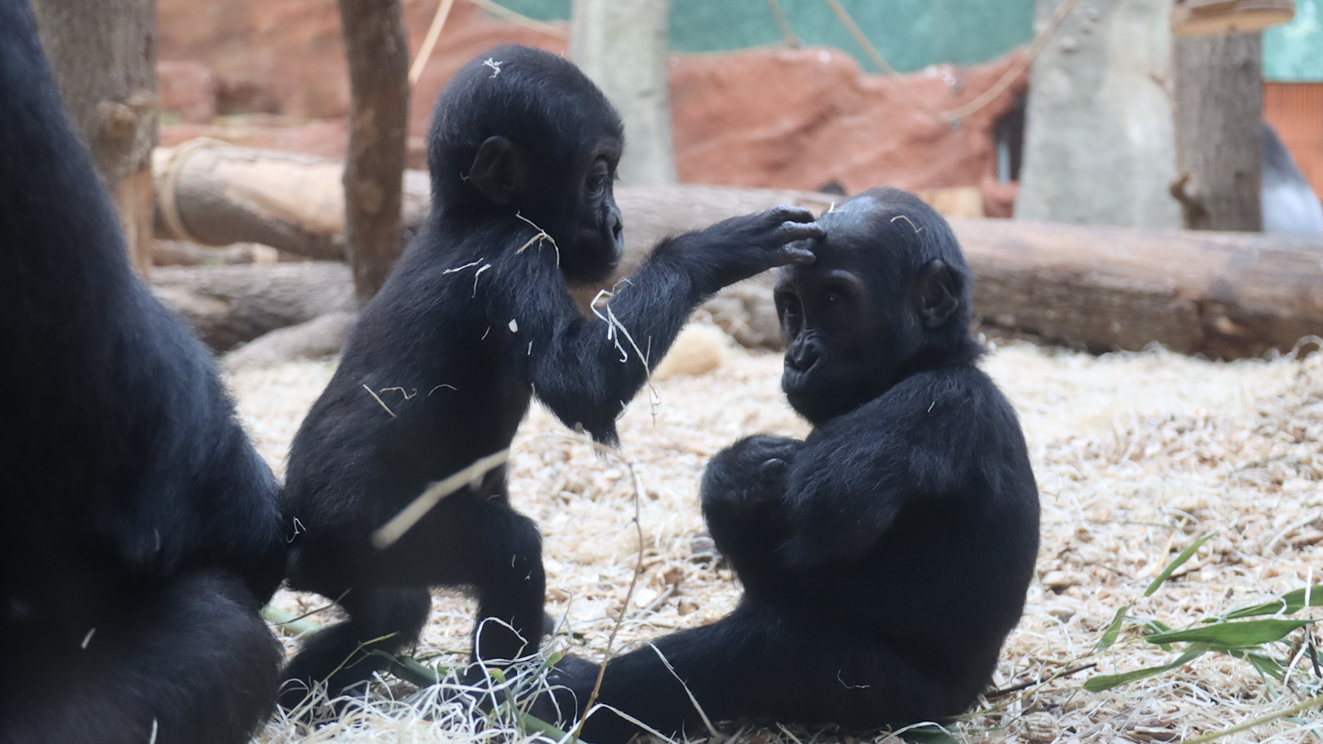 Cute footage shows baby gorillas play fighting as mum watches on