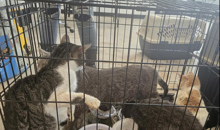 53 cats discovered in storage unit in animal hoarding case