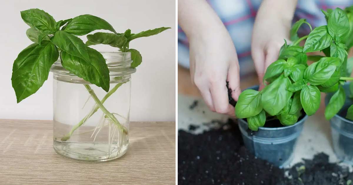 Odla egen basilika: Så får du ett oändligt förråd hemma