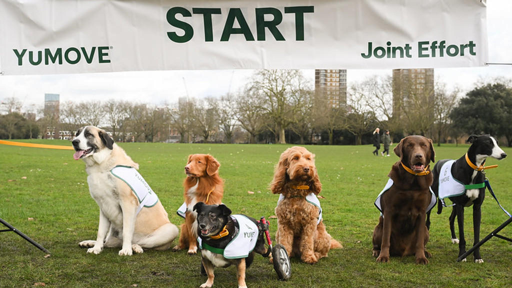 The ultimutt relay race launches 'Olympics of the dog world' by world's ...