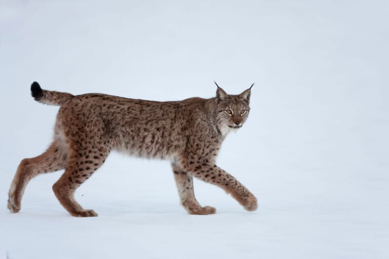 Sweden to kill 87 Eurasian lynx despite complaints to EU Commission