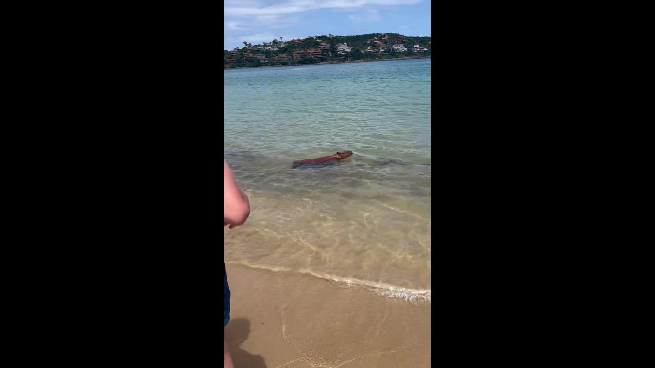 Capybara swims in the sea at a beach in Búzios, Brazil