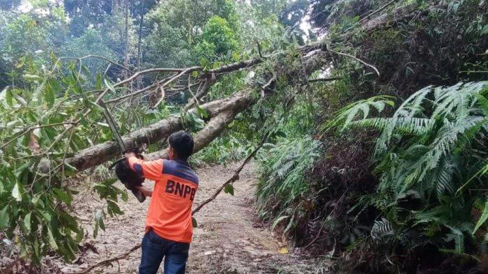 GERAK CEPAT Tim BPBD Pakpak Bharat Tangani Pohon Tumbang di Ruas Jalan ... GERAK CEPAT Tim BPBD Pakpak Bharat Tangani Pohon Tumbang di Ruas Jalan ...