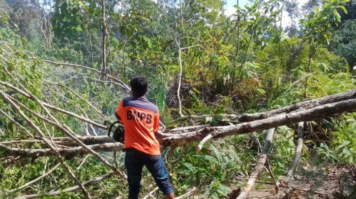 GERAK CEPAT Tim BPBD Pakpak Bharat Tangani Pohon Tumbang di Ruas Jalan ... GERAK CEPAT Tim BPBD Pakpak Bharat Tangani Pohon Tumbang di Ruas Jalan ...