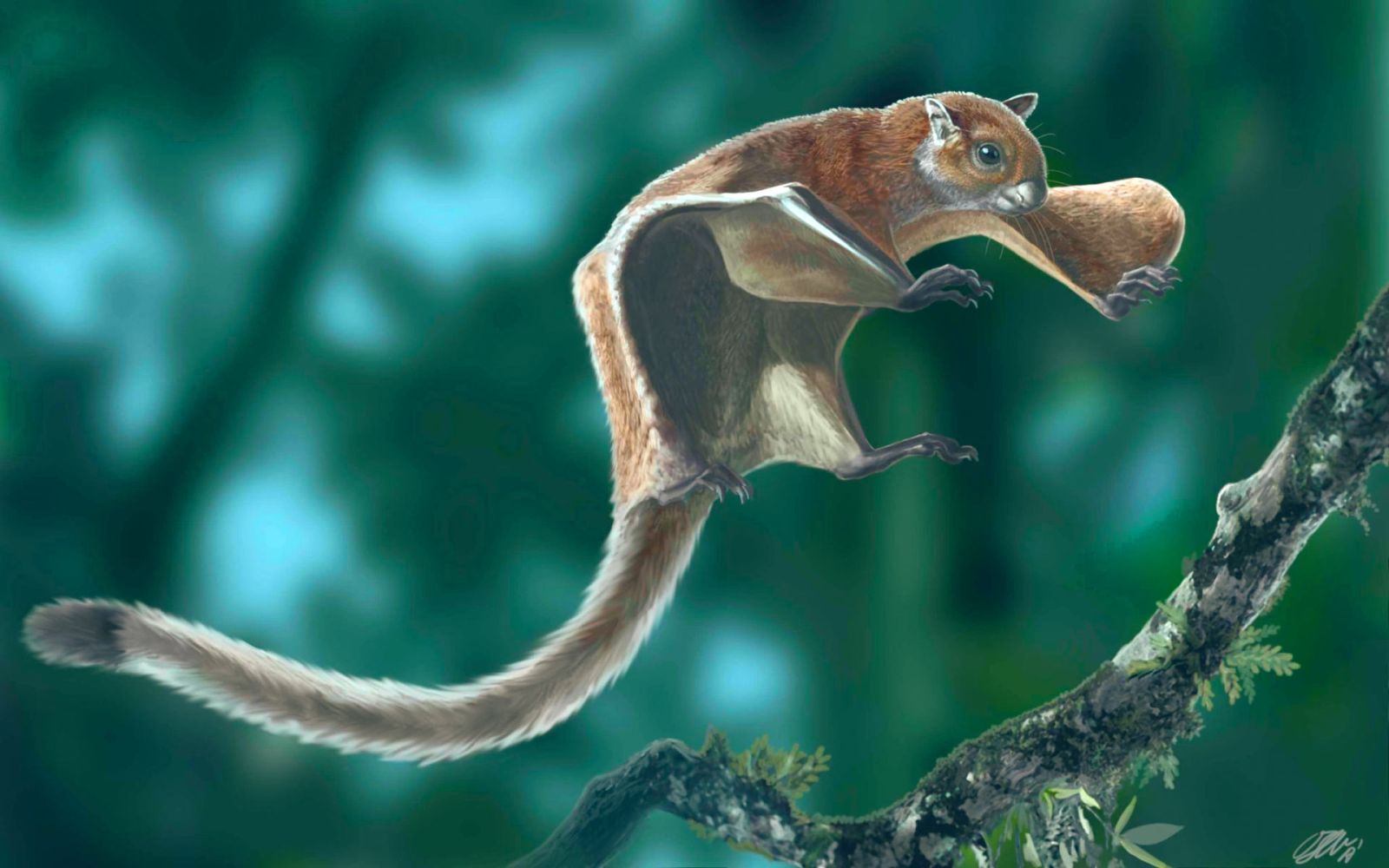Discovery: giant flying squirrels once lived in North America 🐿️