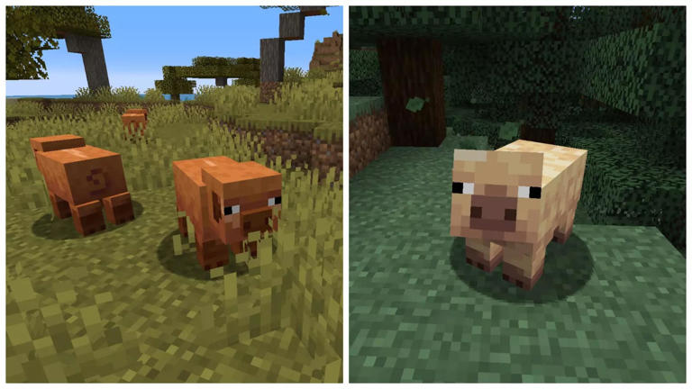 Where to Find Warm and Cold Pig in Minecraft