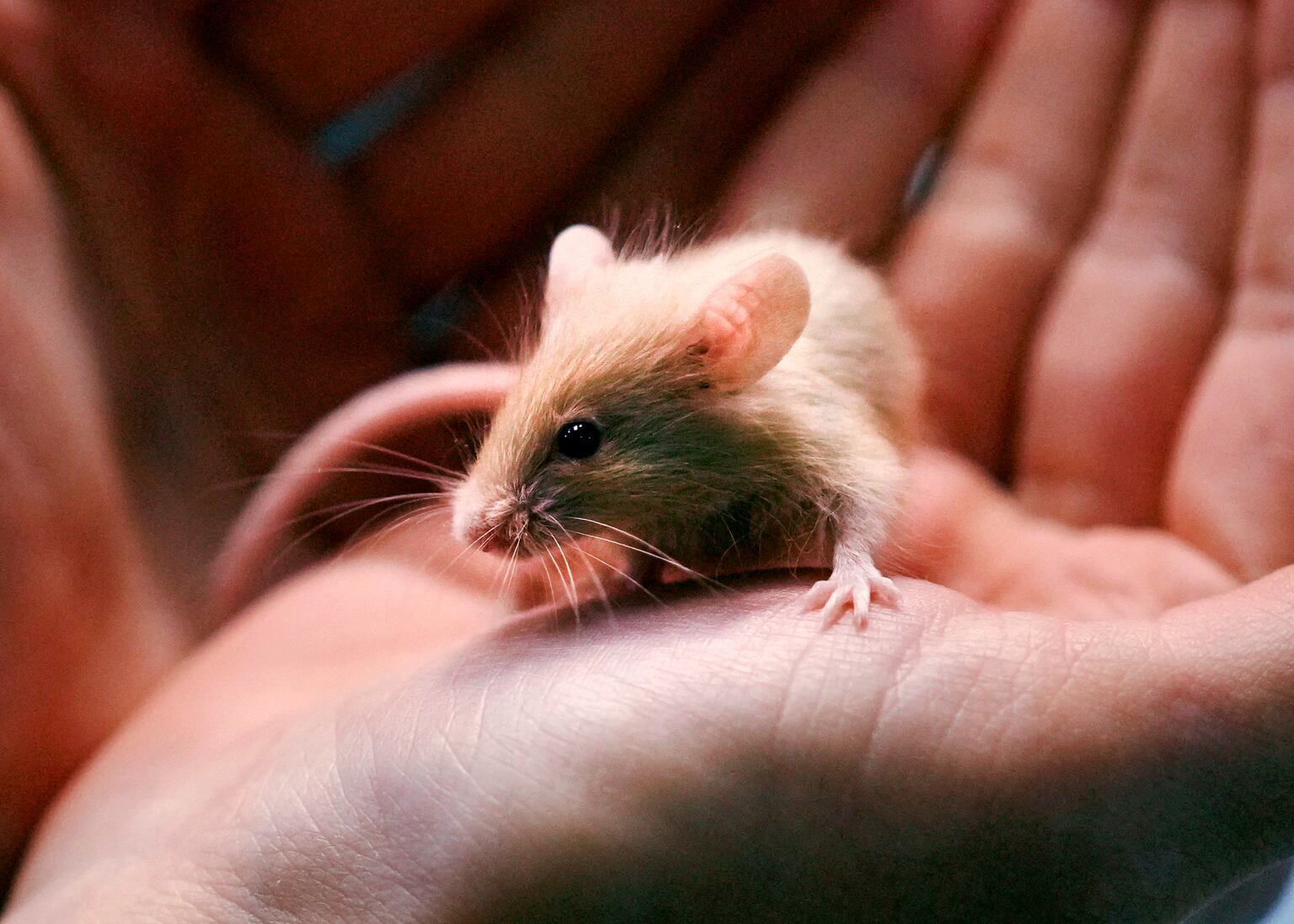 Mice can perform CPR-like resuscitation, new US study reveals