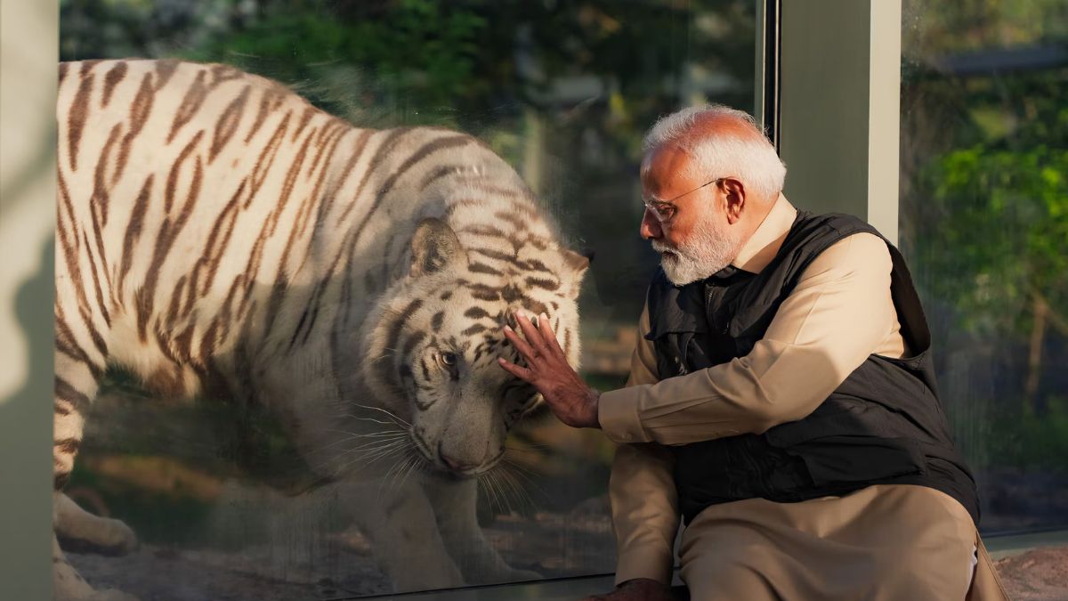 PM Modi Spends Time With Big Cats, Plays With Cubs At Jamnagar's ...