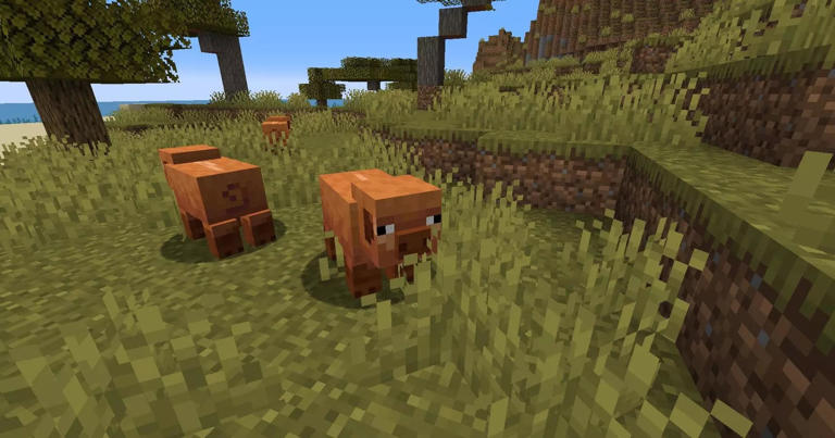 Where to Find Warm and Cold Pig in Minecraft