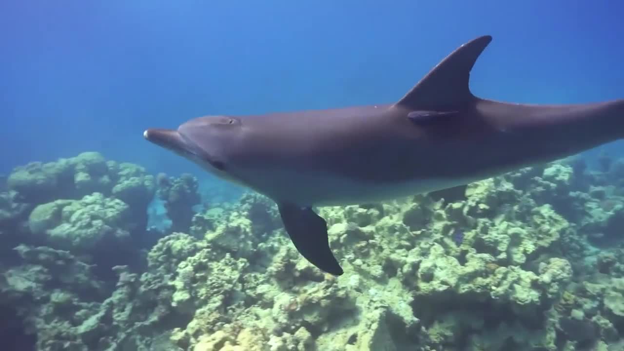 Top 10 Weird Animal Hybrids That Are Totally Real