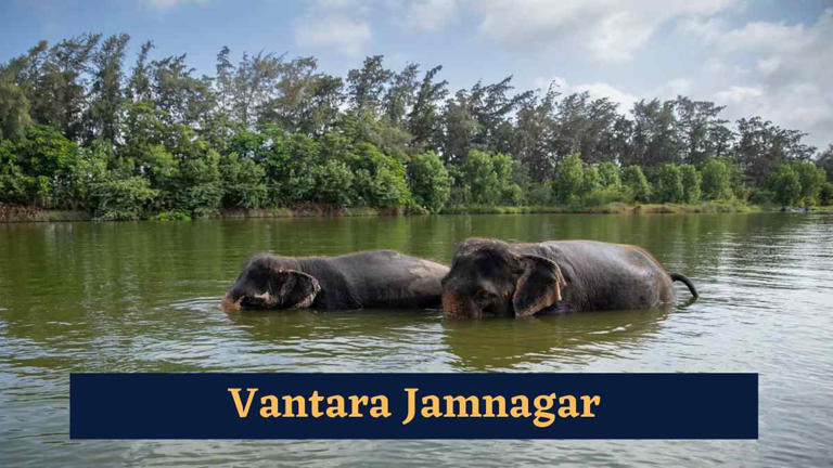 Vantara Jamnagar: When Will It Open to the Public? Wildlife Centre Fees ...