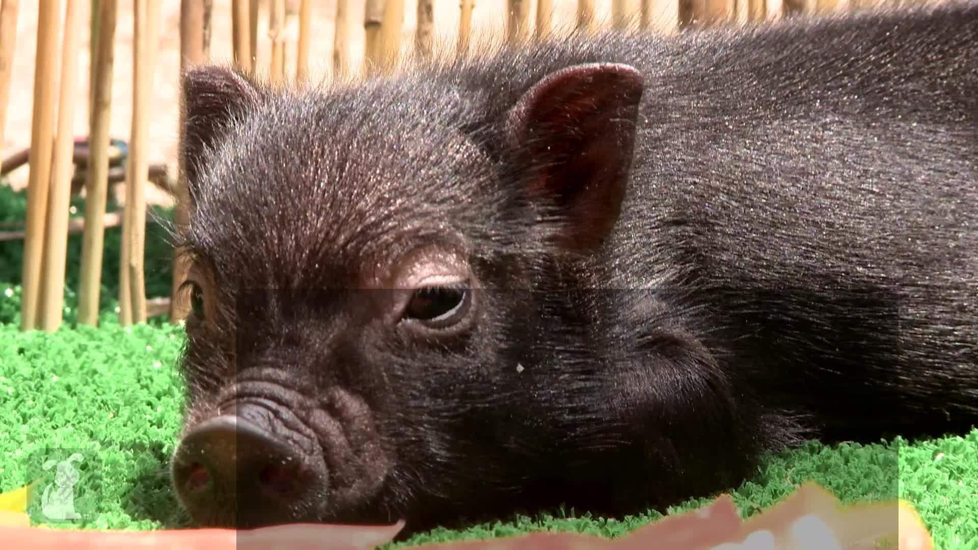 7 Interesting Pig Facts!