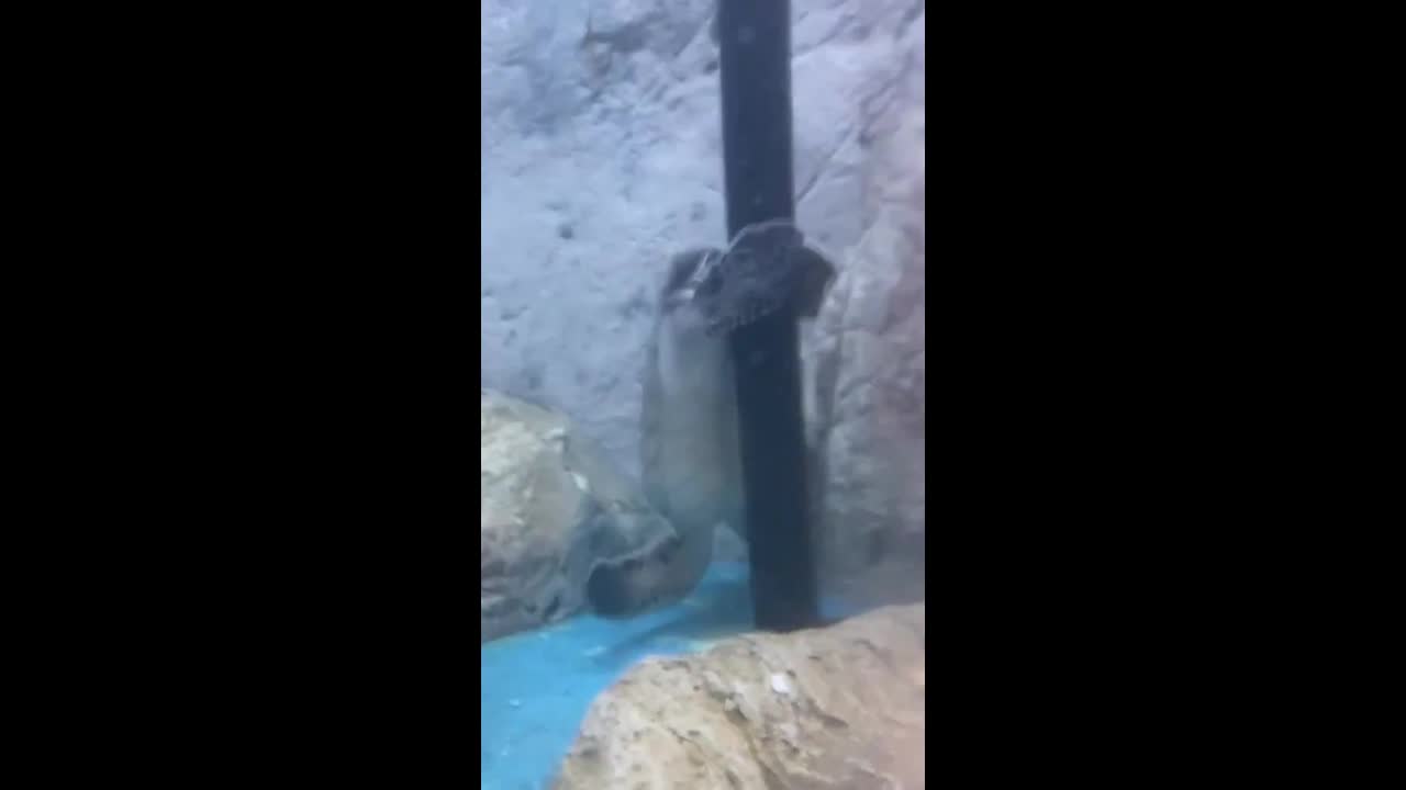 Shell yeah! Turtle does a pole dance inside aquarium
