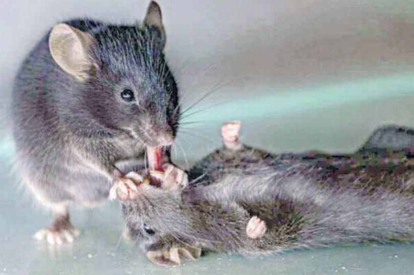 Hero first-aider mice perform mouth to mouth CPR on drugged mate 'like ...