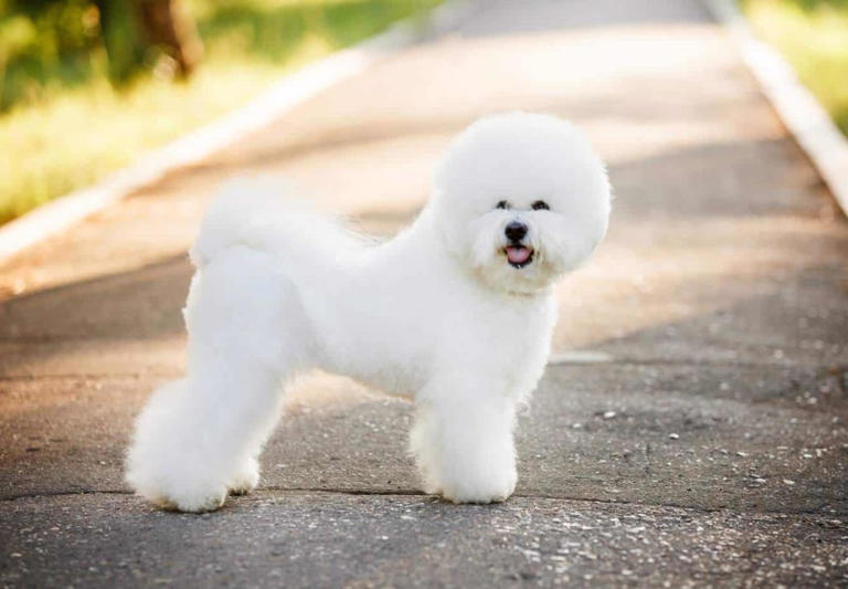 Bichon frisé 101: Everything you need to know about this adorable breed