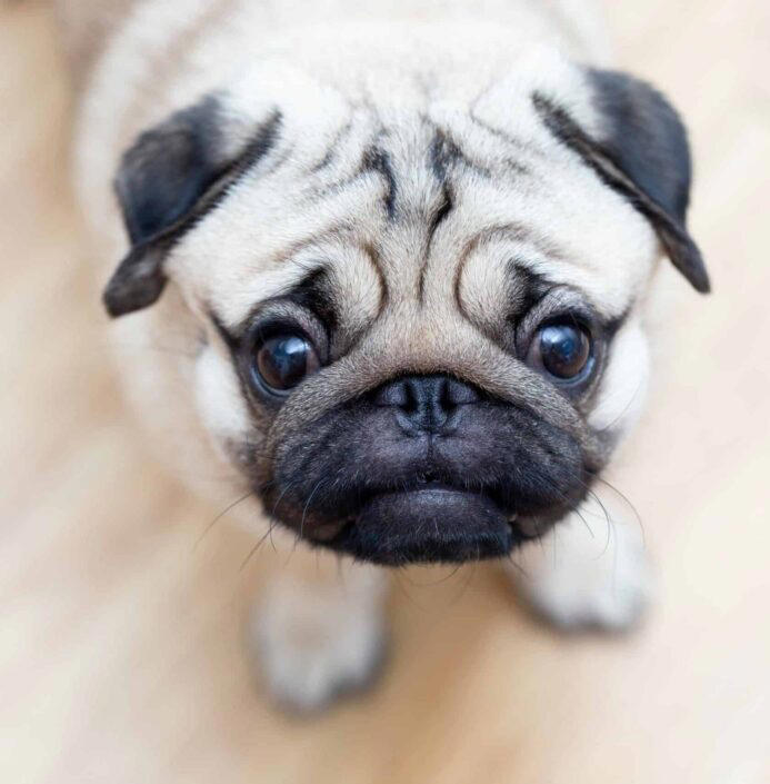 Is your move stressing your dog? Here's how to help