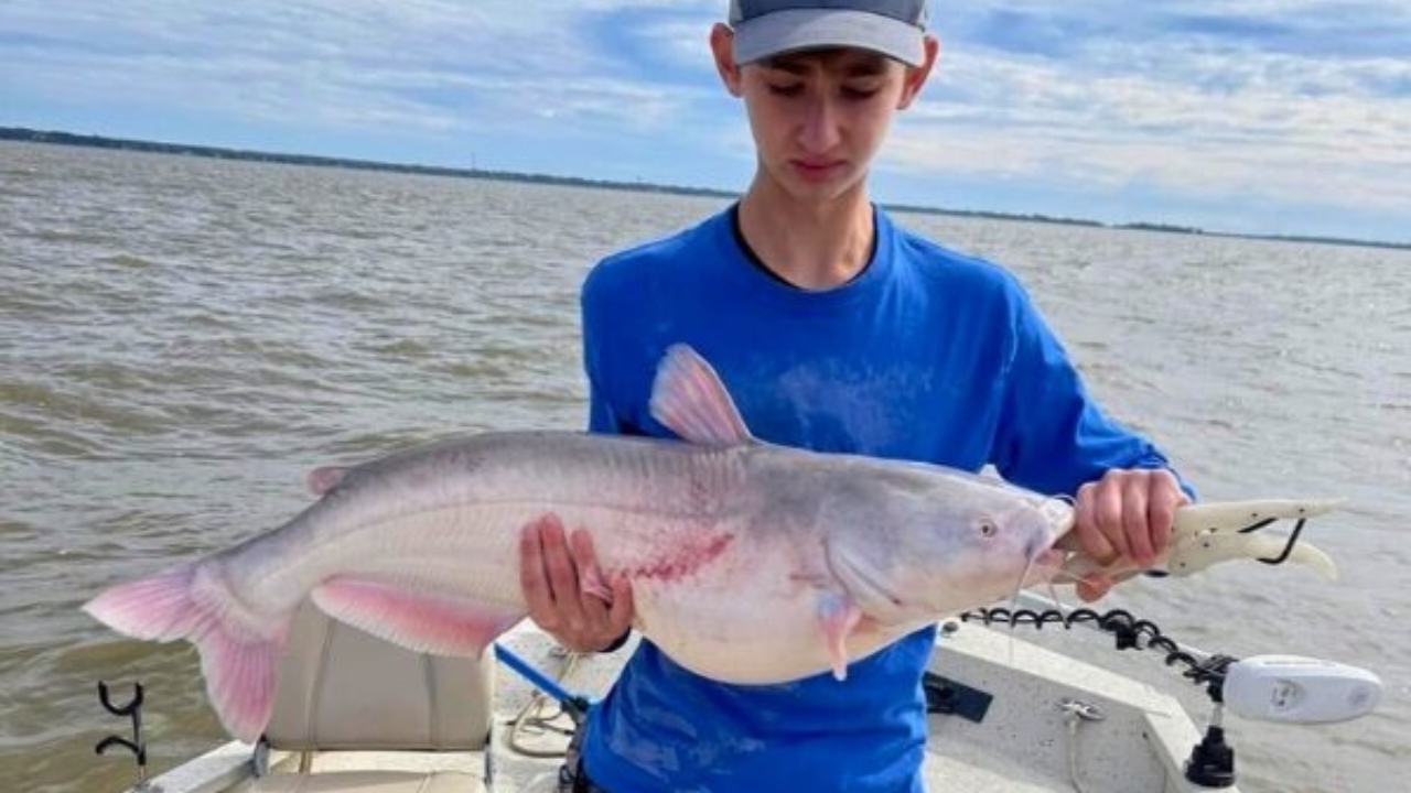 11 Tips for Catching Catfish Like a Pro