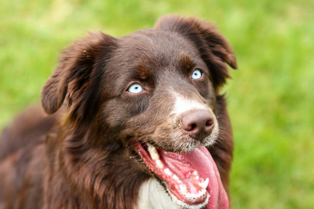 6 Races De Chiens Aux Magnifiques Yeux Bleus
